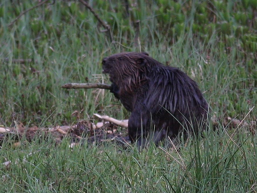 Beaver Project | Bamff Estate
